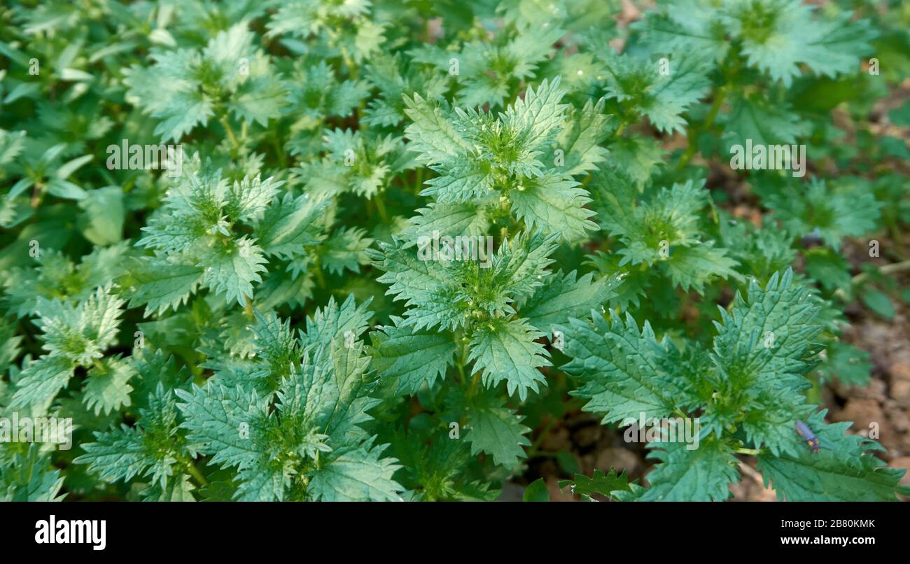 Blue nettle hi-res stock photography and images - Alamy
