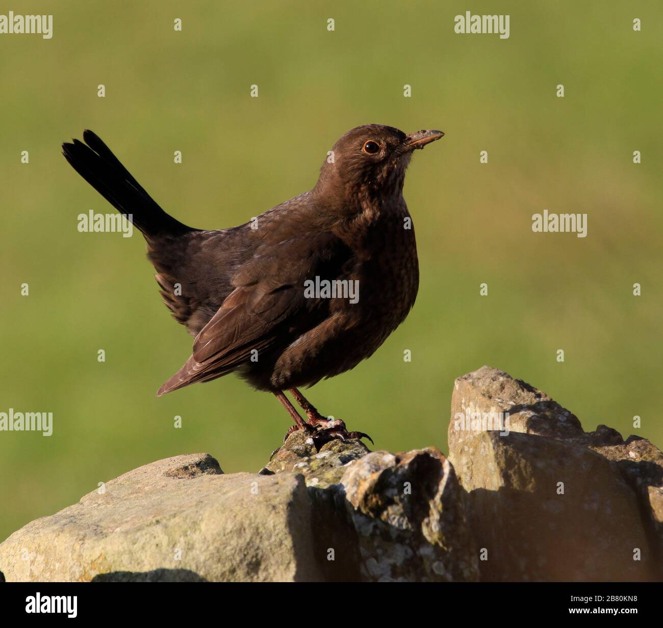 Common female blackbird Stock Photo - Alamy
