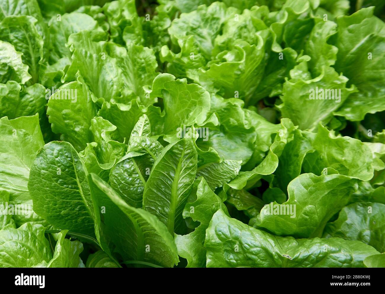 Lettuce in the garden hi-res stock photography and images - Alamy