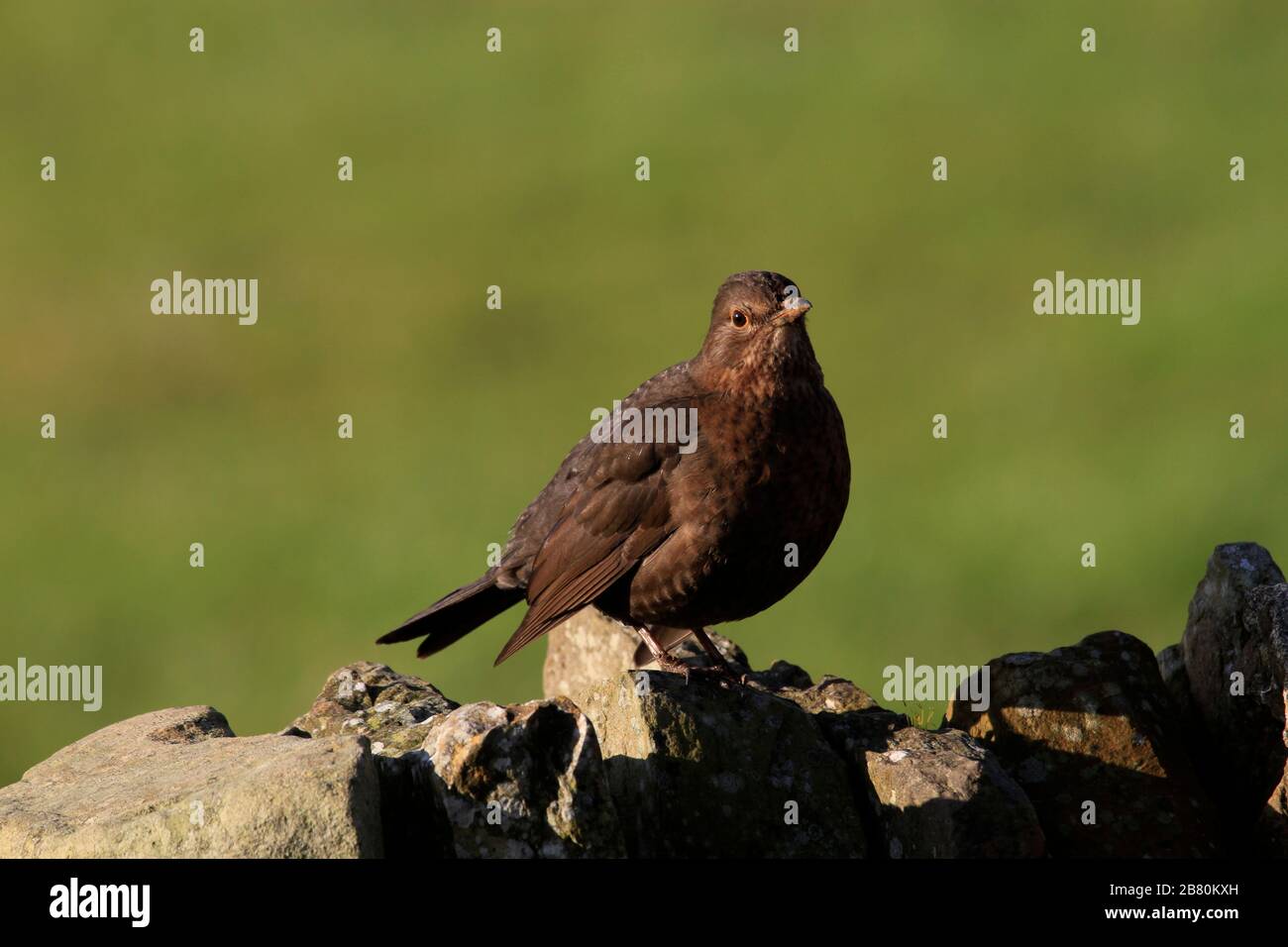 Common female blackbird Stock Photo - Alamy