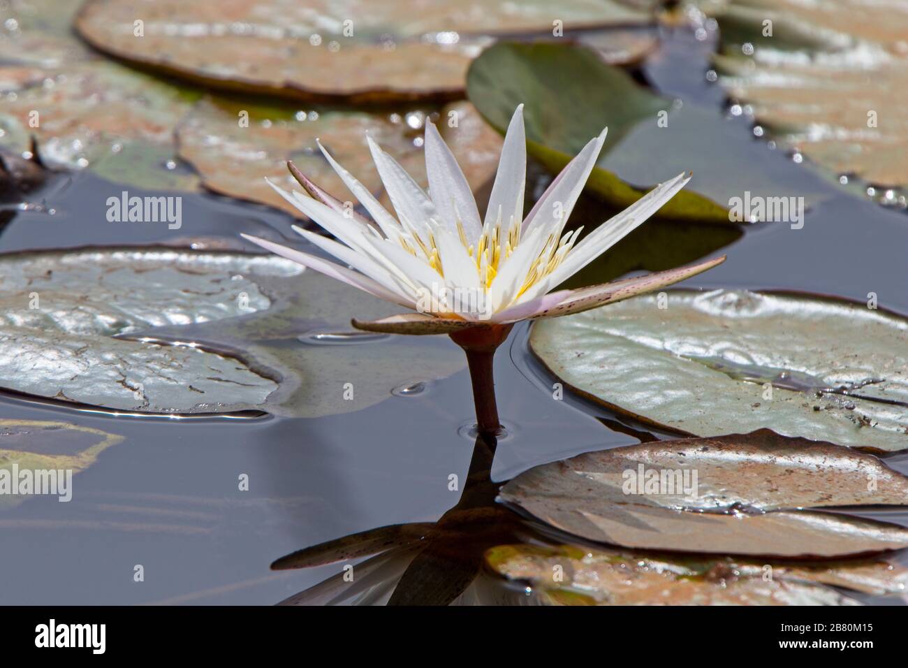 Lily reproductive system hi-res stock photography and images - Alamy