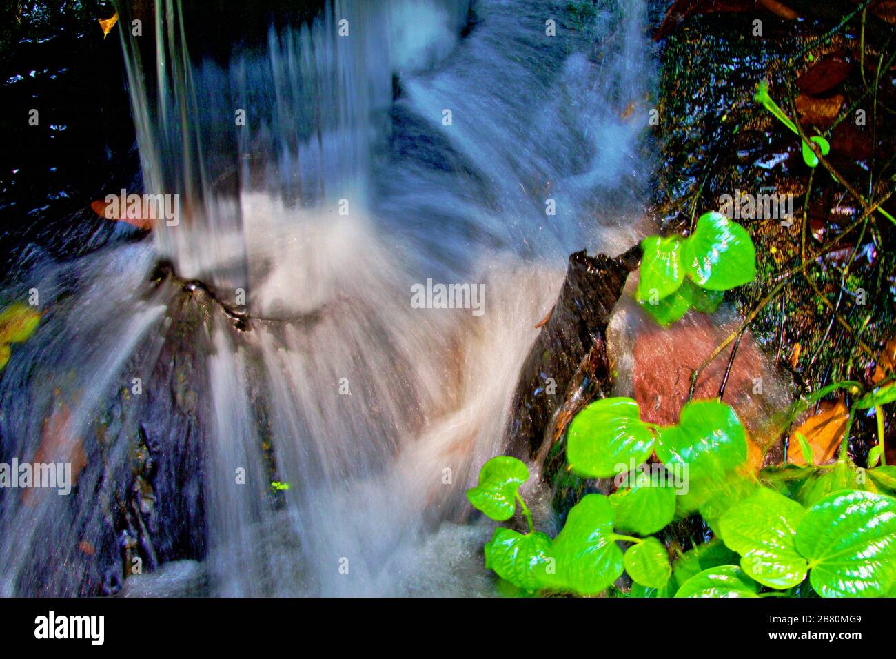 Waterfall in rainforest Stock Photo - Alamy