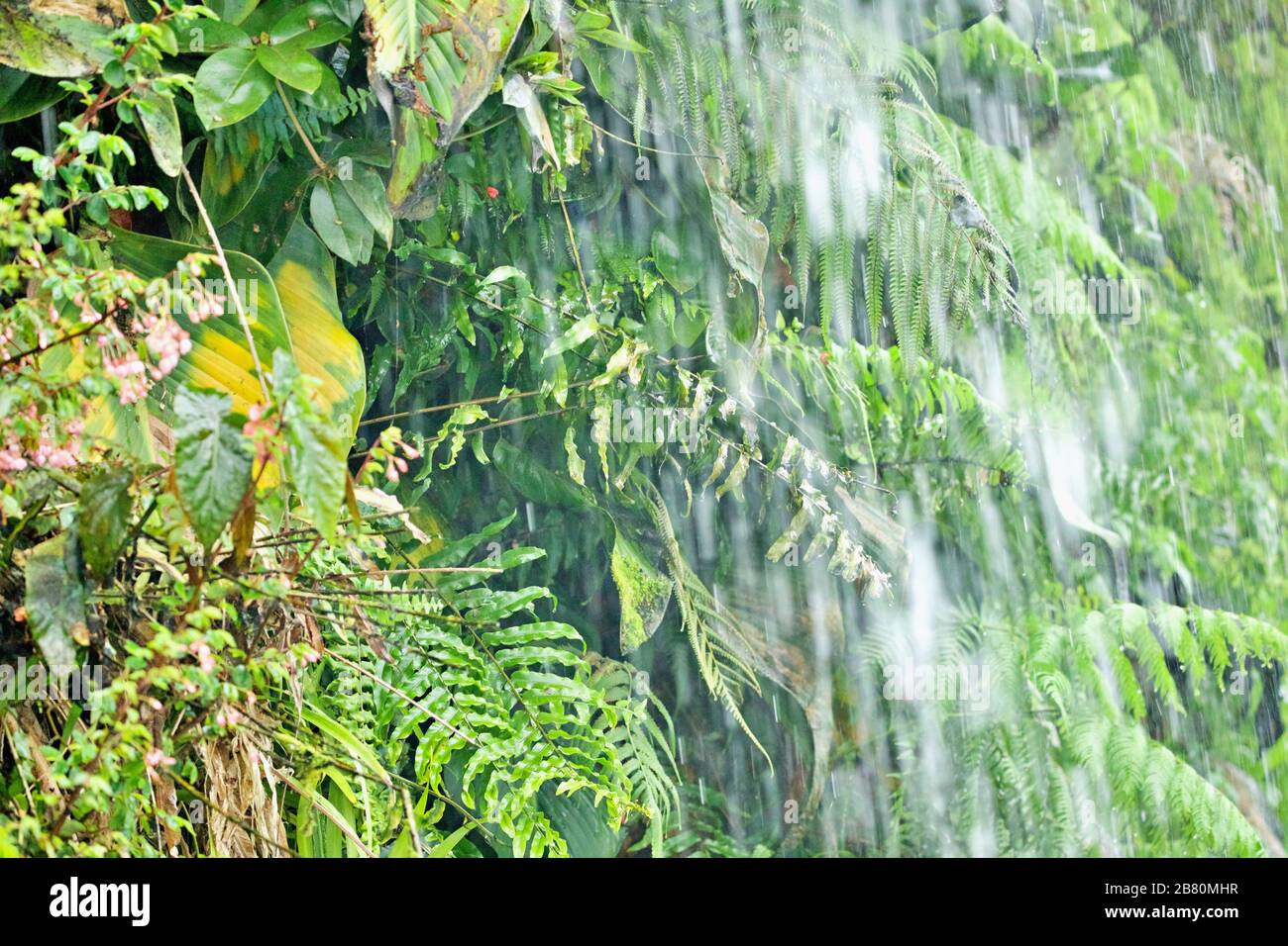 Waterfall in rainforest Stock Photo - Alamy