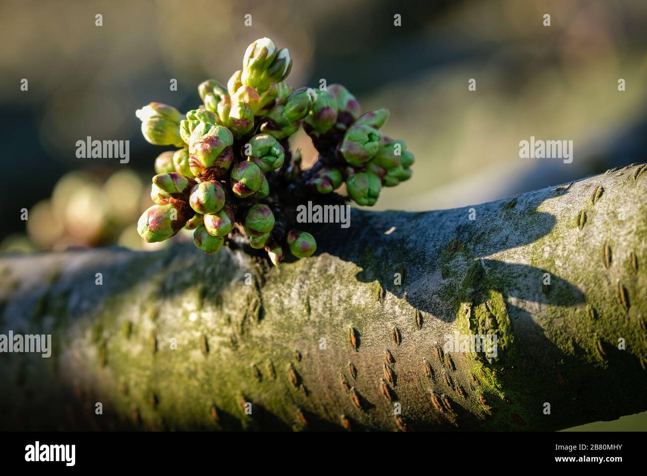 Arbre en bourgeons hi-res stock photography and images - Alamy