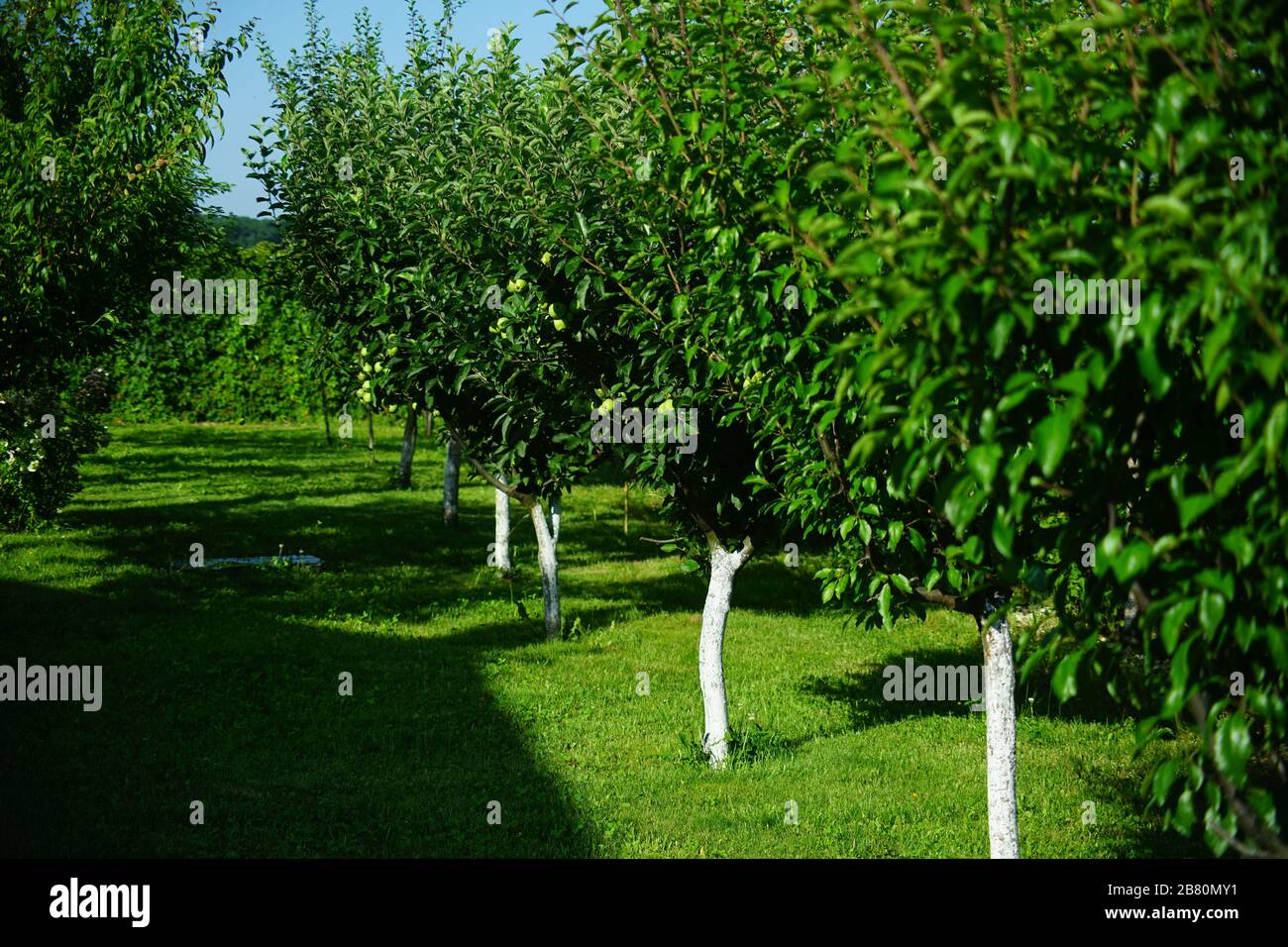 Whitewashed orchard hi-res stock photography and images - Alamy