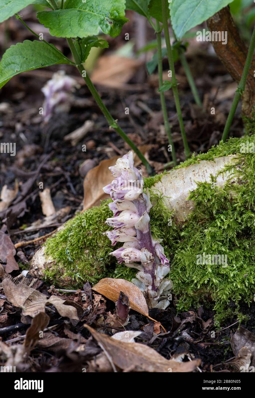 Root parasite hi-res stock photography and images - Alamy