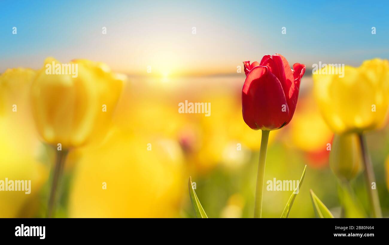 Tulips field with sunrise. Yellow and red tulips in the back light ...
