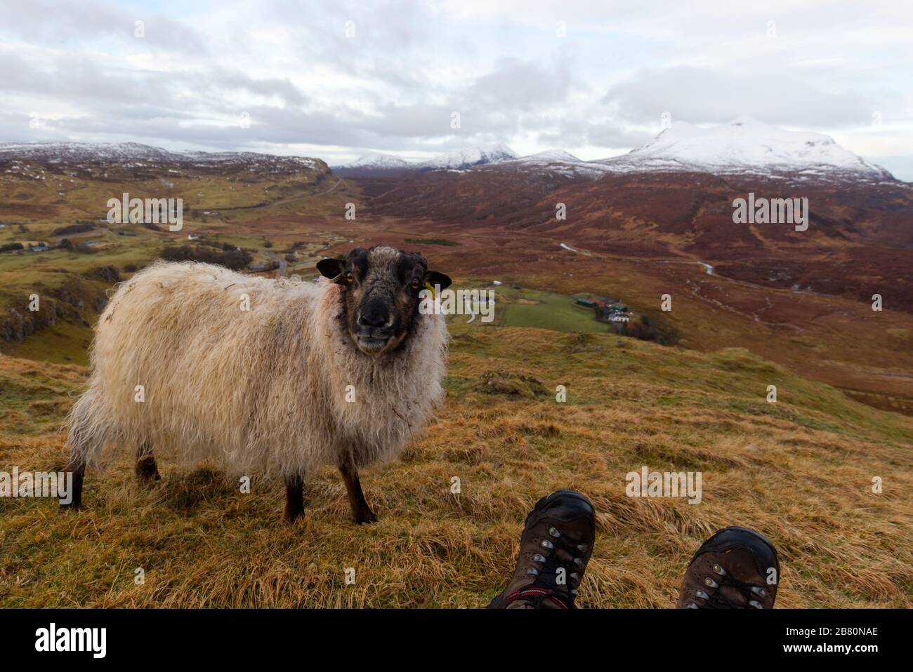 Hiker and sheep on hillside, Highland Scotland Stock Photo - Alamy