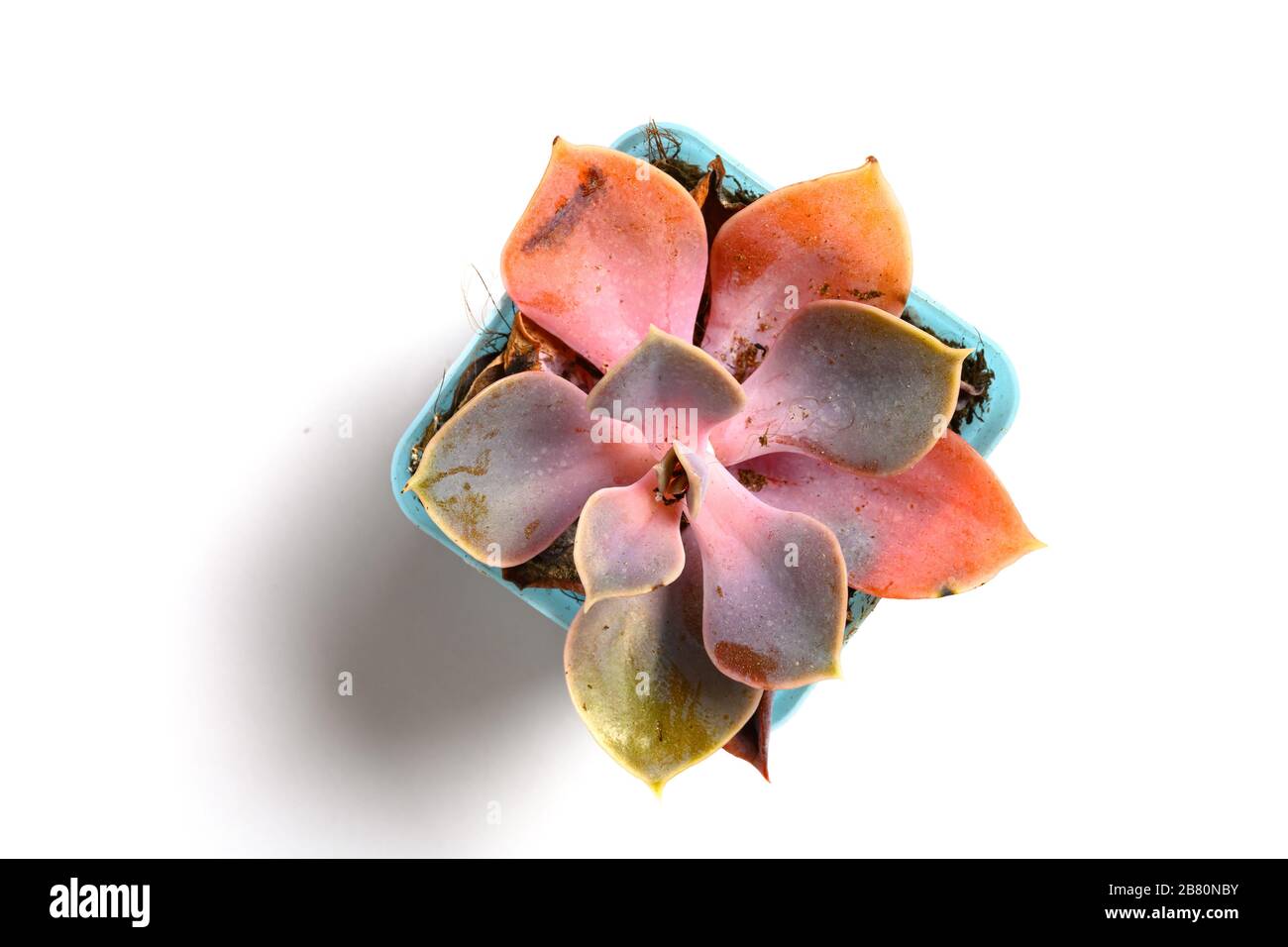 top view pot of pink succulent plant on a white background Stock Photo ...