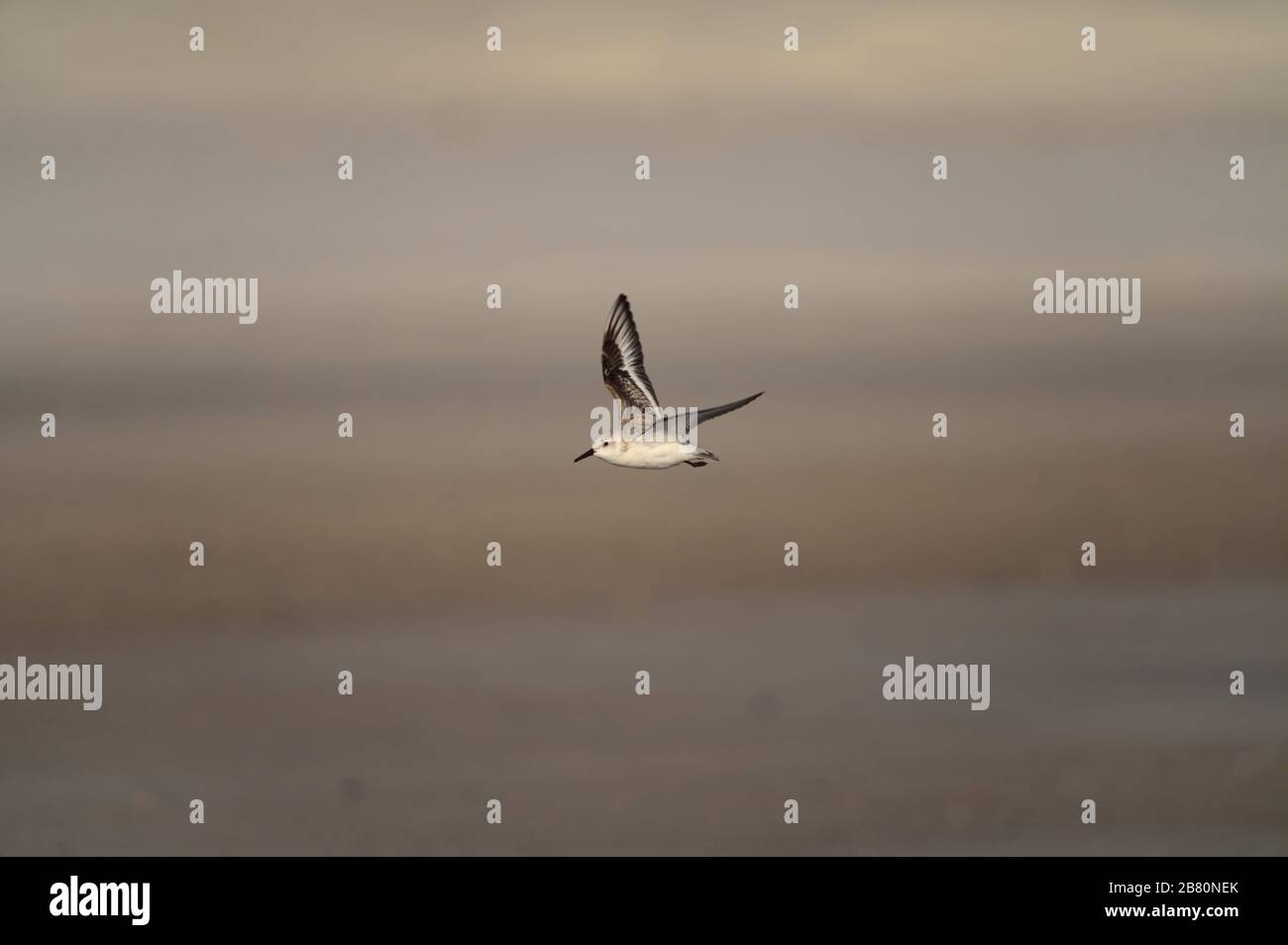 Small wading bird flying during daytime Stock Photo - Alamy