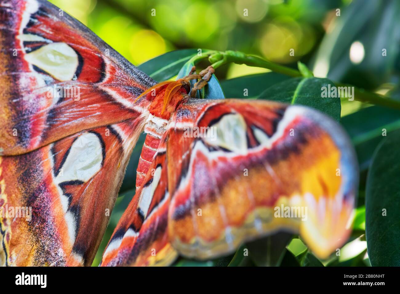 Atlas Moth - Attacus atlas, beautiful large iconic moth from Asian ...