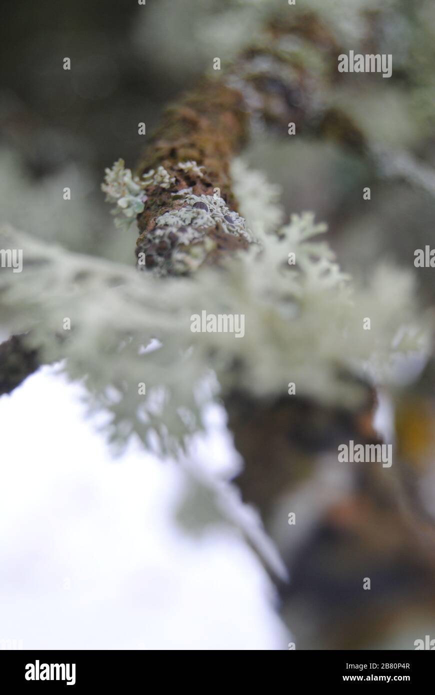 Tree white lichen hi-res stock photography and images - Alamy