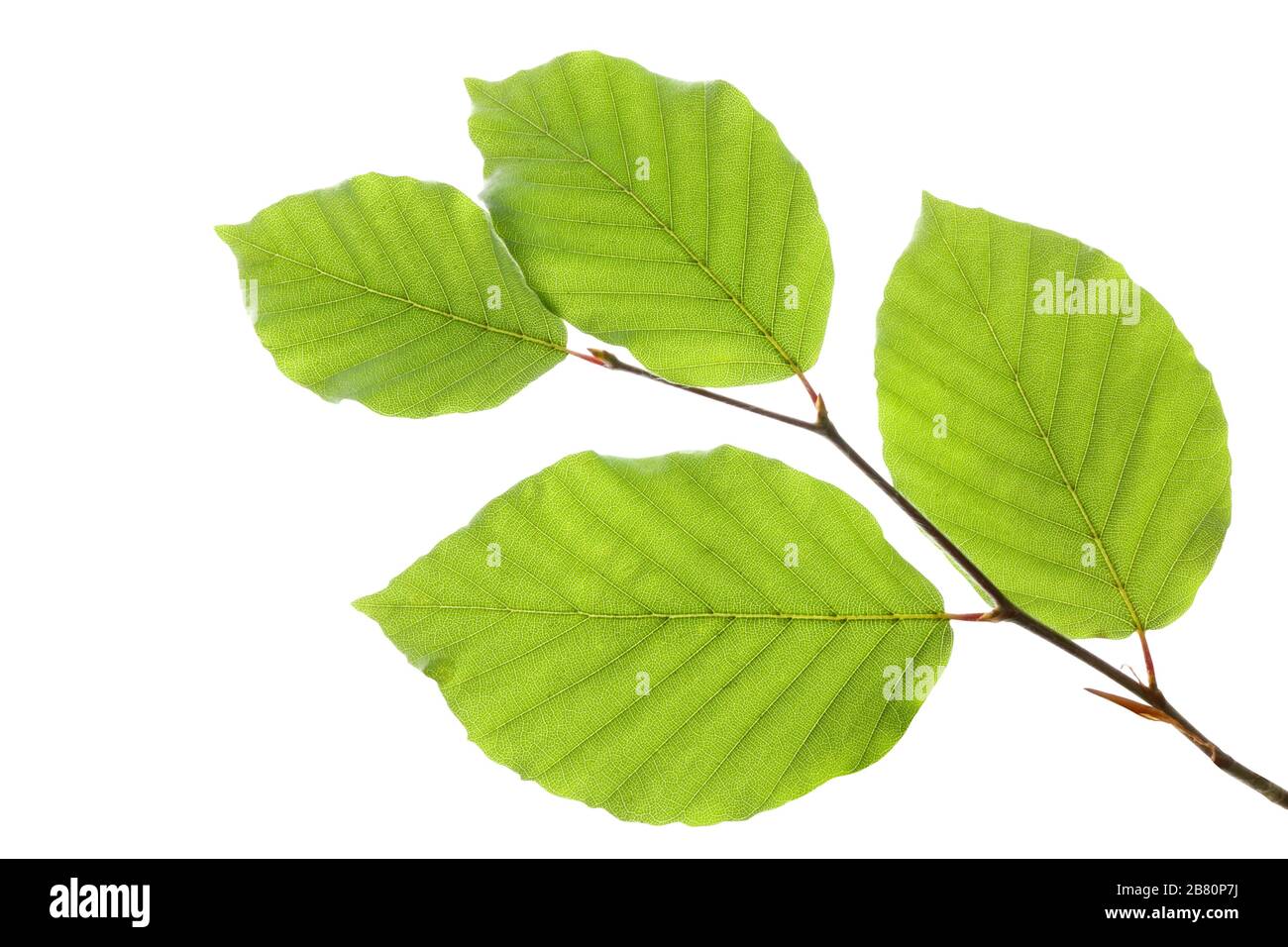 Beech leaves isolated on white background, including clipping path ...