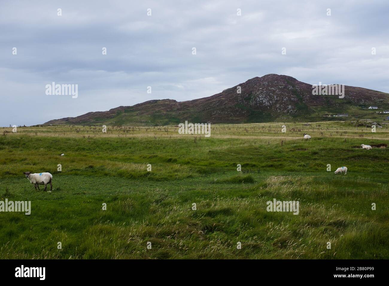 Sheep in the Irish countryside Stock Photo - Alamy