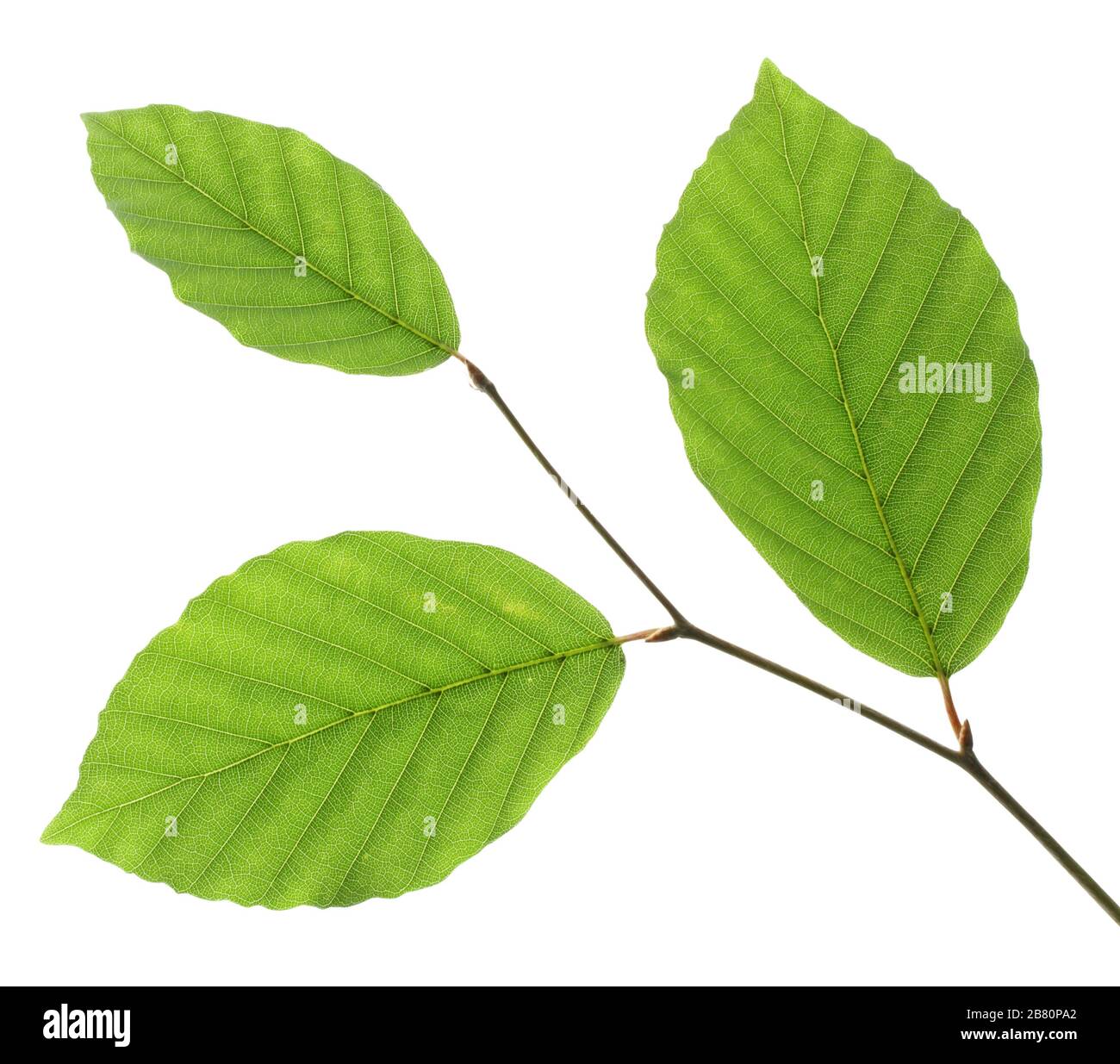 Beech leaves isolated on white background, Germany Stock Photo - Alamy