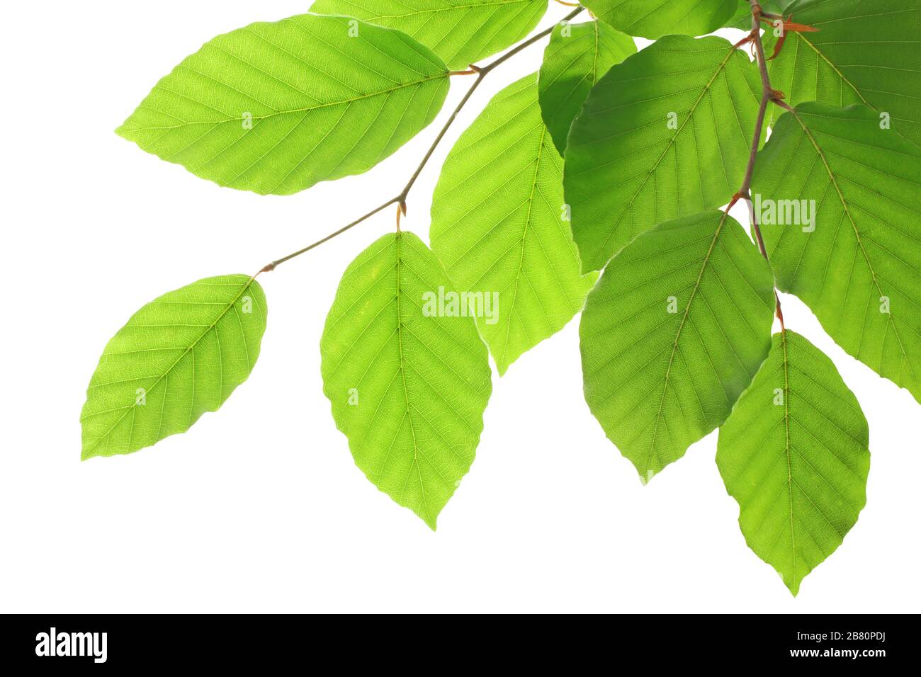 Beech leaves isolated on white background, including clipping path ...