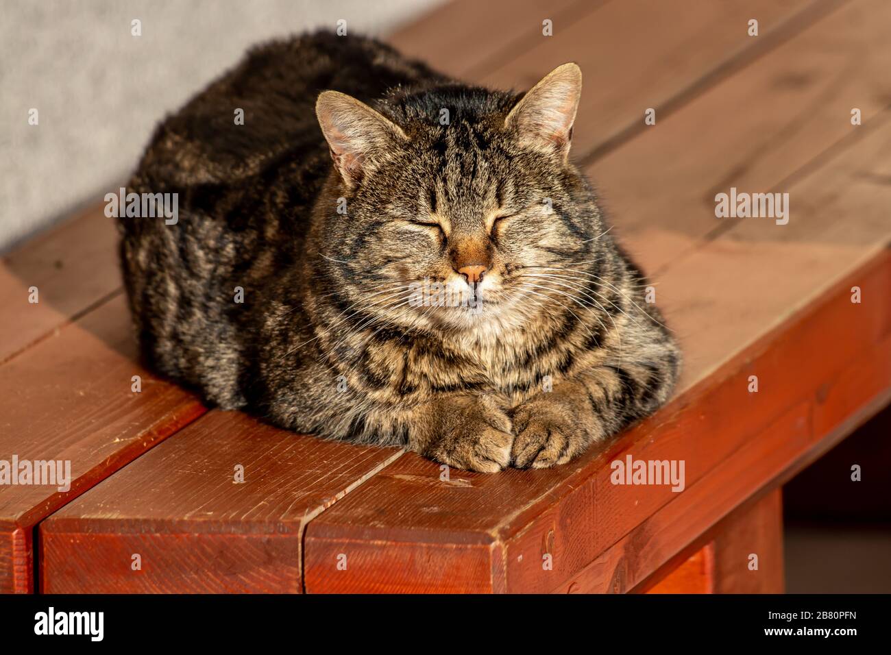 Funny cat on bench hi-res stock photography and images - Alamy