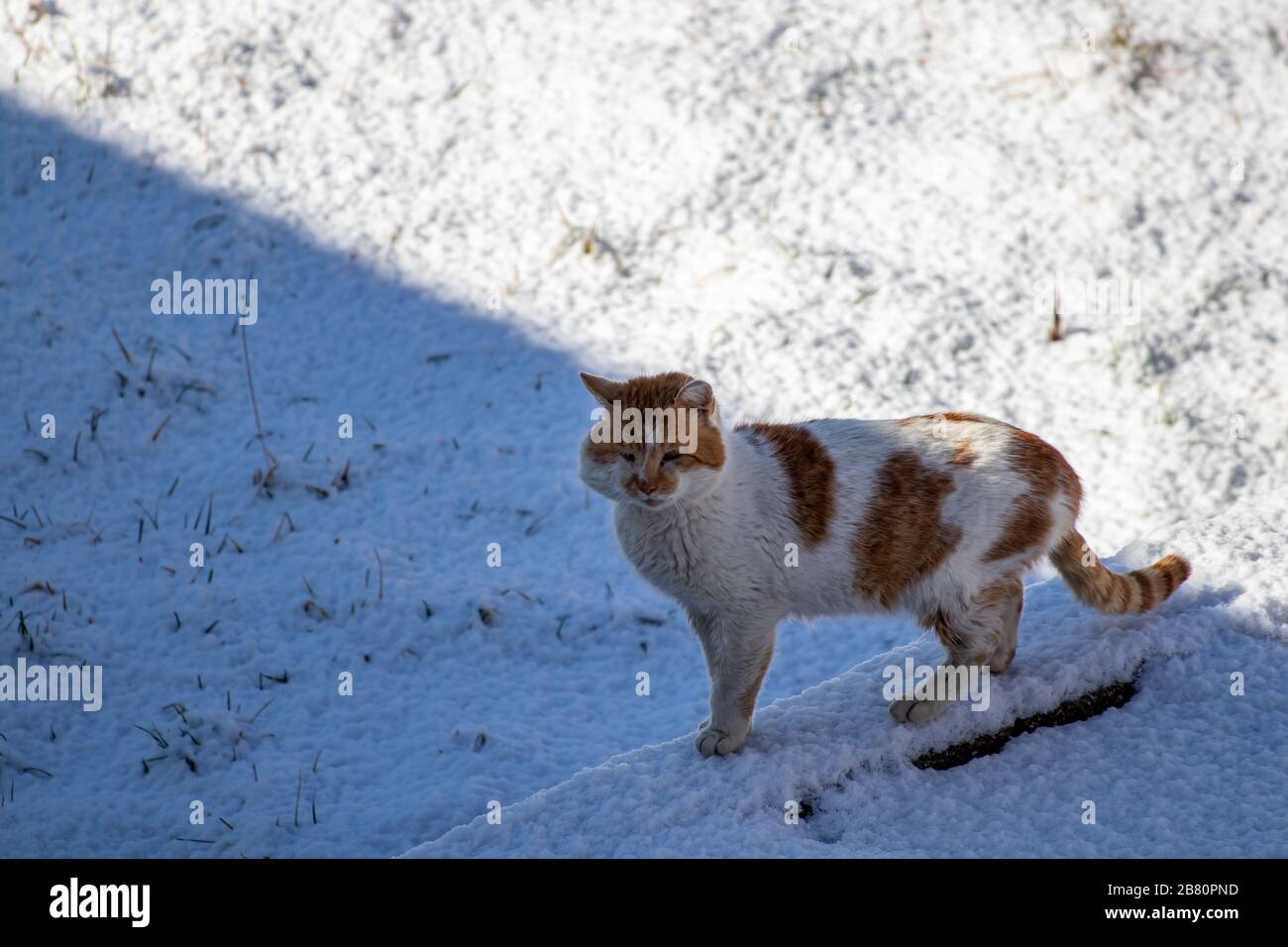 Purr time hi-res stock photography and images - Alamy