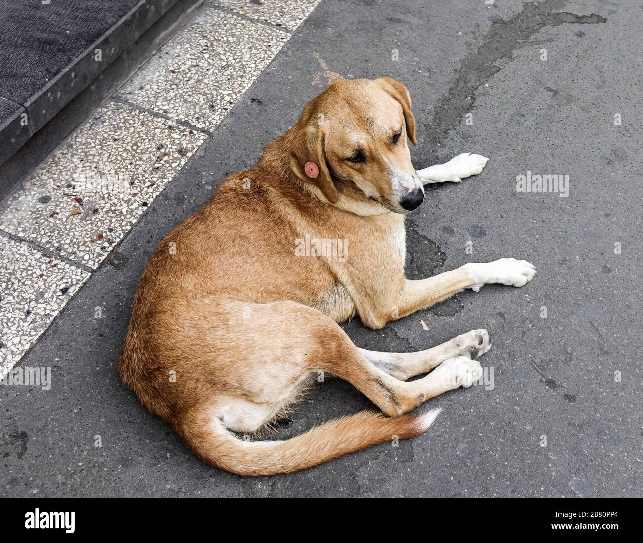 Homless dog hi-res stock photography and images - Alamy