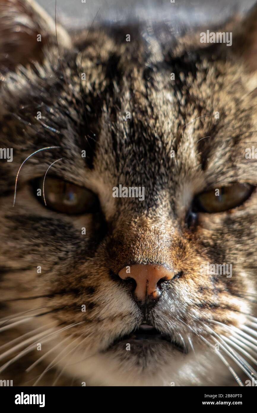 Cat close up shot hi-res stock photography and images - Alamy