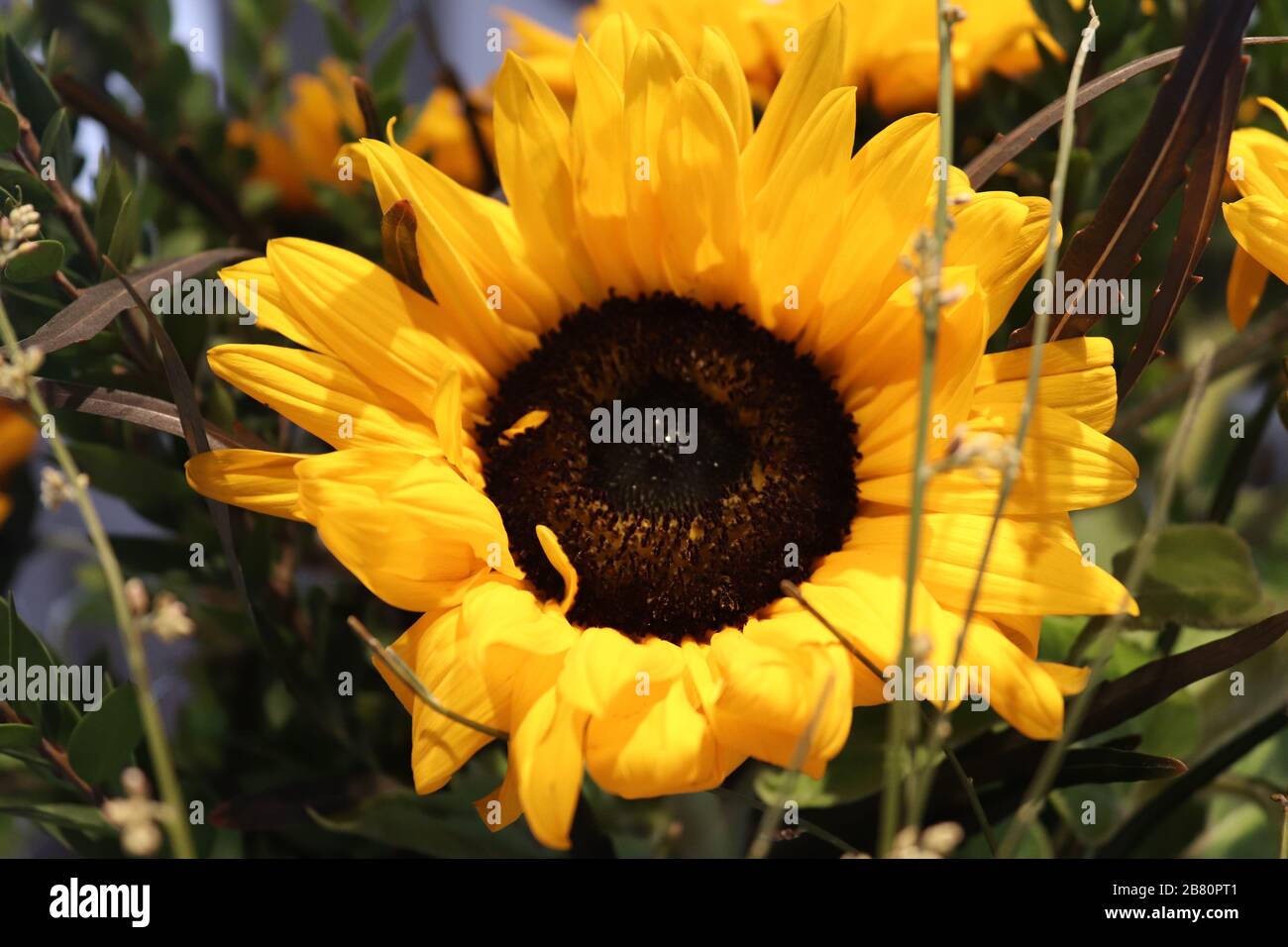 Sunflower stick hi-res stock photography and images - Alamy
