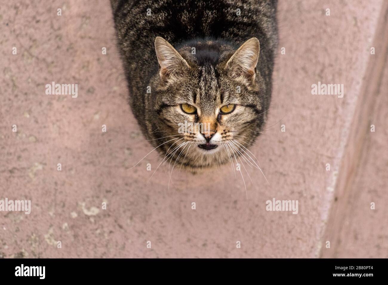 Domestic cat looking towards camera Stock Photo - Alamy