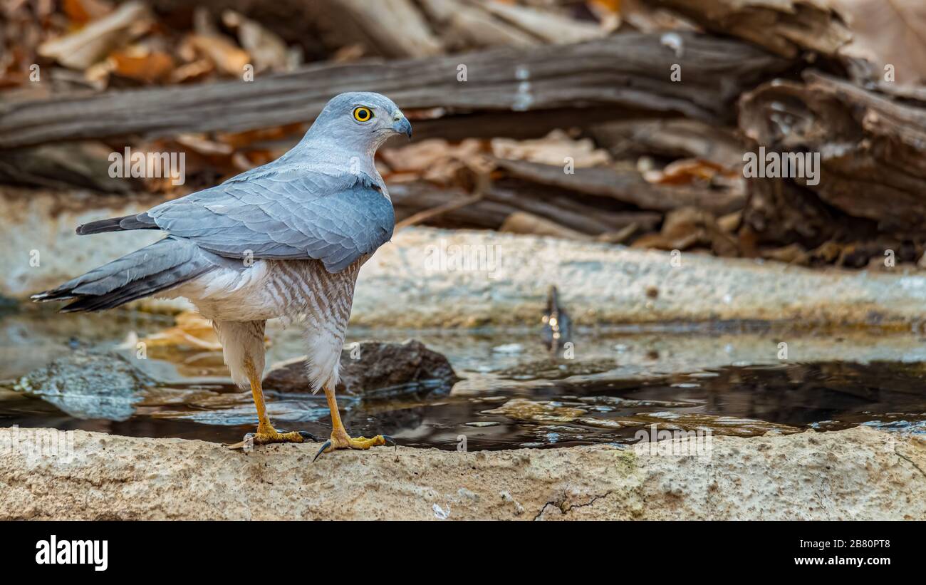 Asian shikra hi-res stock photography and images - Alamy