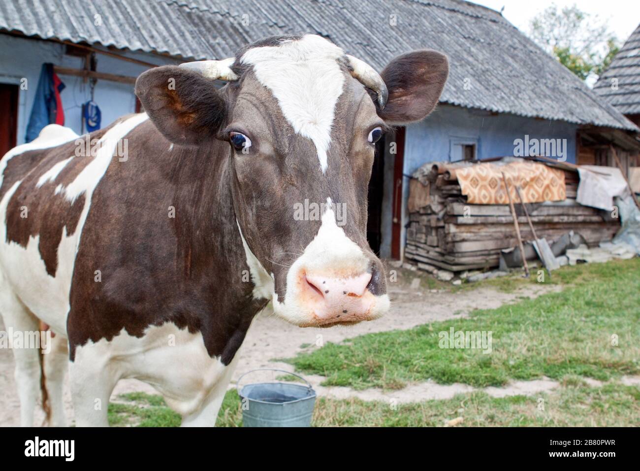 Cow on the farm Stock Photo - Alamy