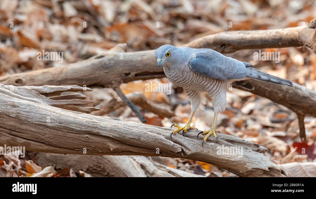 Asian shikra hi-res stock photography and images - Alamy