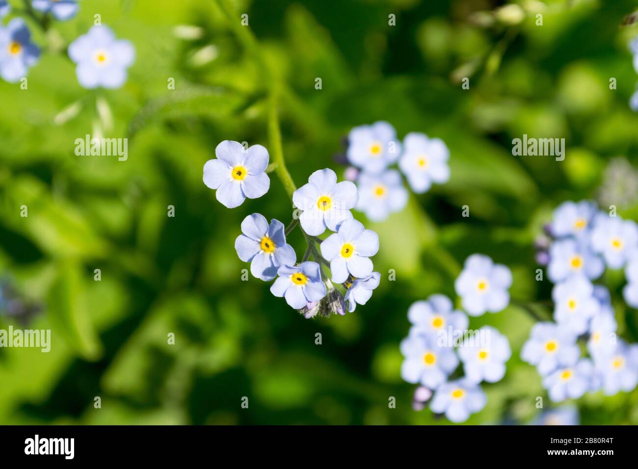 Five petals light blue flower hi-res stock photography and images - Alamy