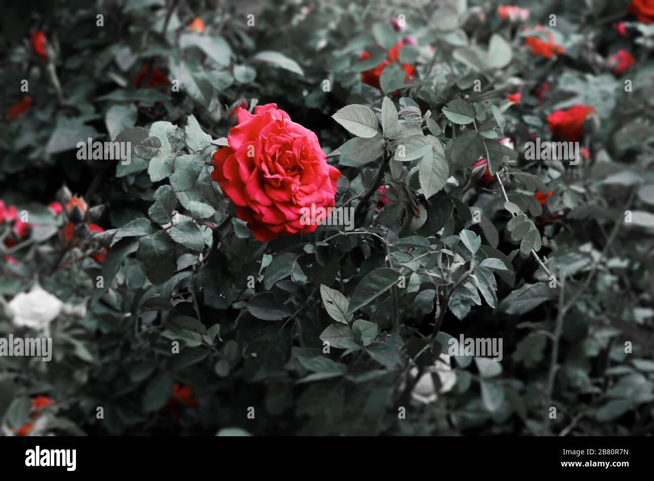 Bunchofrose hi-res stock photography and images - Alamy