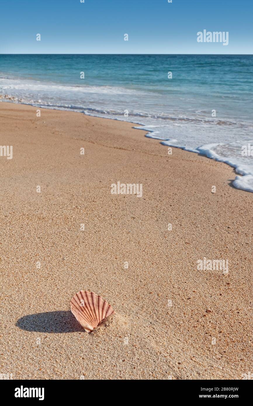 Shell on the beach Stock Photo - Alamy