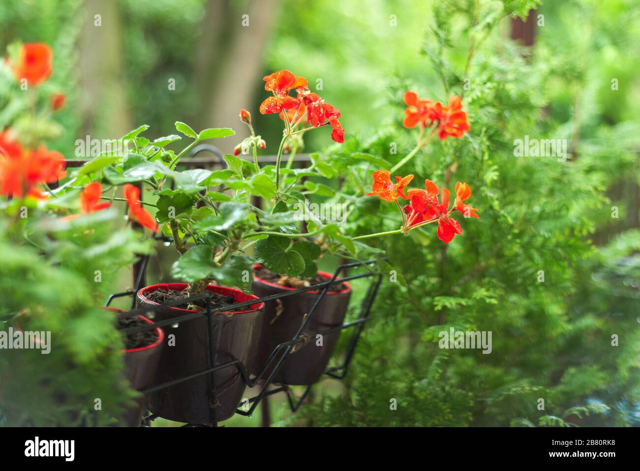 Green decoration of the balcony, terrace. Pots with thuja, hanging pots ...