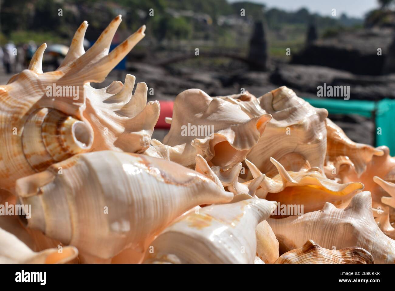 River shells hi-res stock photography and images - Alamy