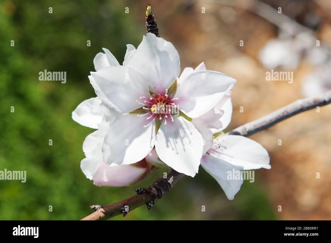almond blossom spring Stock Photo - Alamy