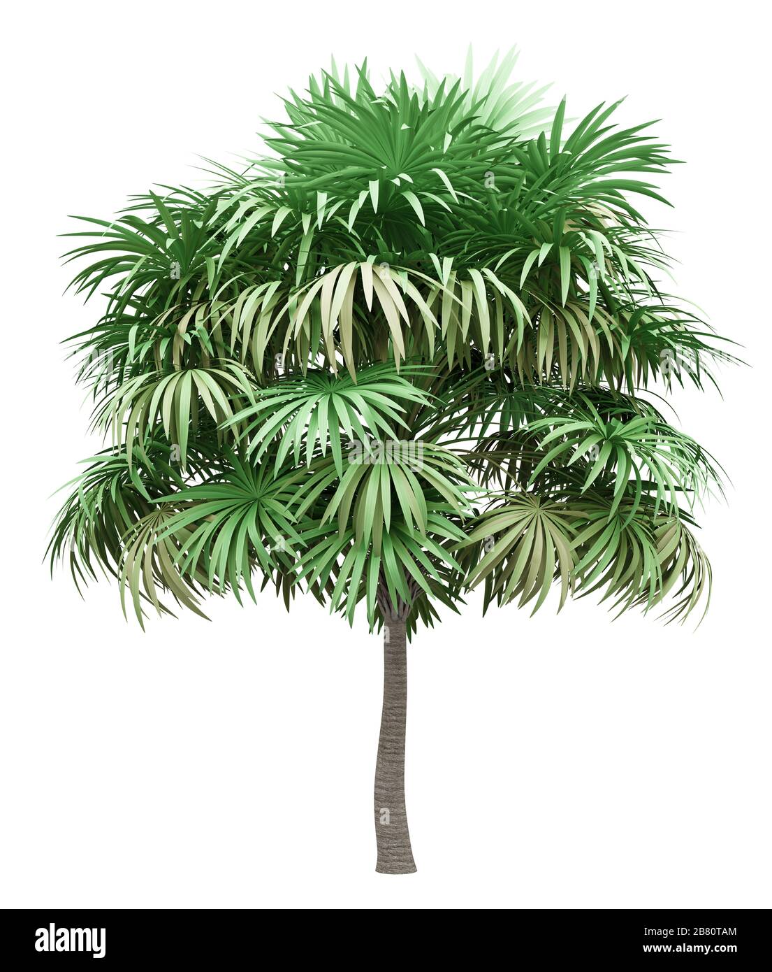 thatch palm tree isolated on white background. 3d illustration Stock ...