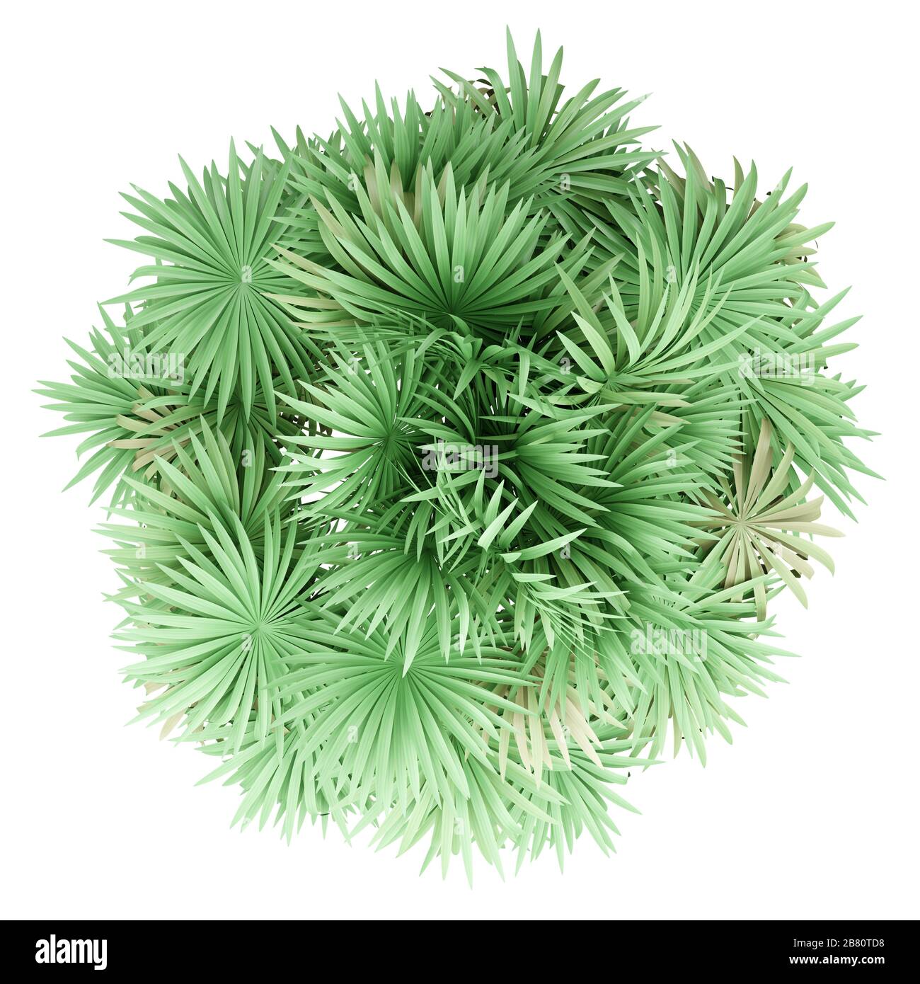 thatch palm tree isolated on white background. top view. 3d ...