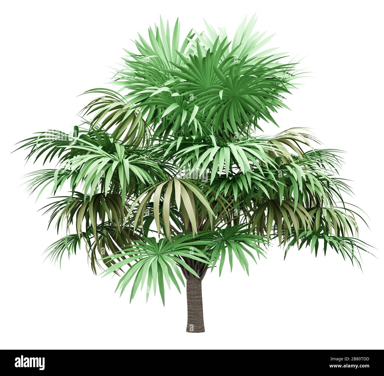 thatch palm tree isolated on white background. 3d illustration Stock ...