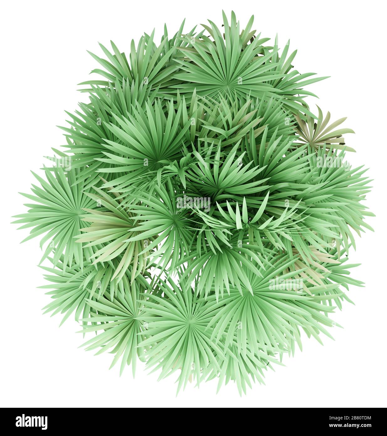 thatch palm tree isolated on white background. top view. 3d ...