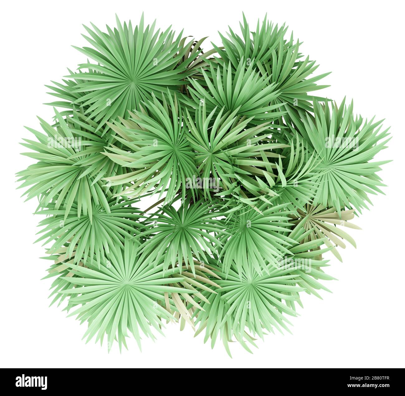 thatch palm tree isolated on white background. top view. 3d ...