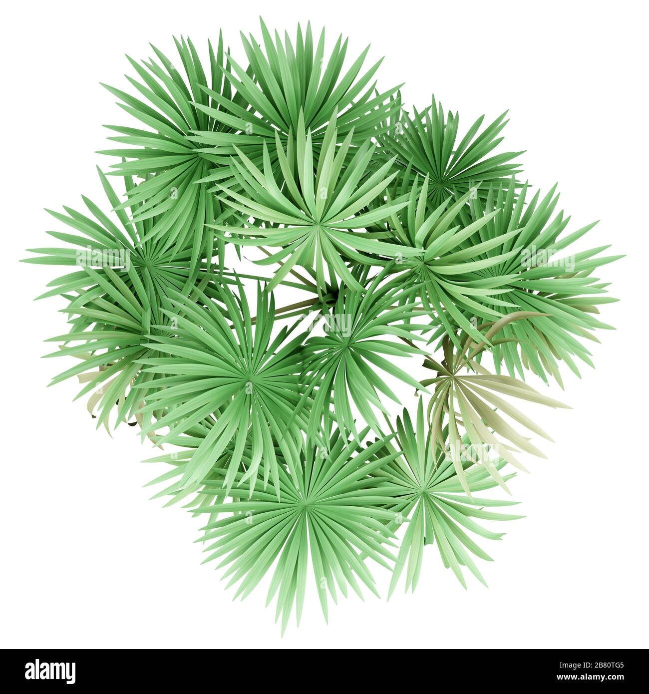 thatch palm tree isolated on white background. top view. 3d ...