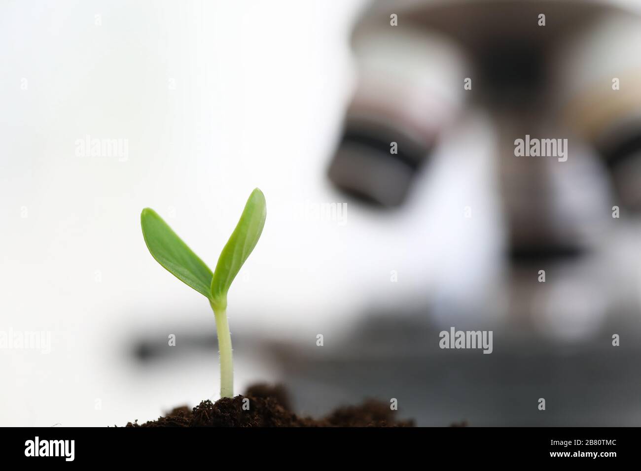 Green sprouting hi-res stock photography and images - Alamy