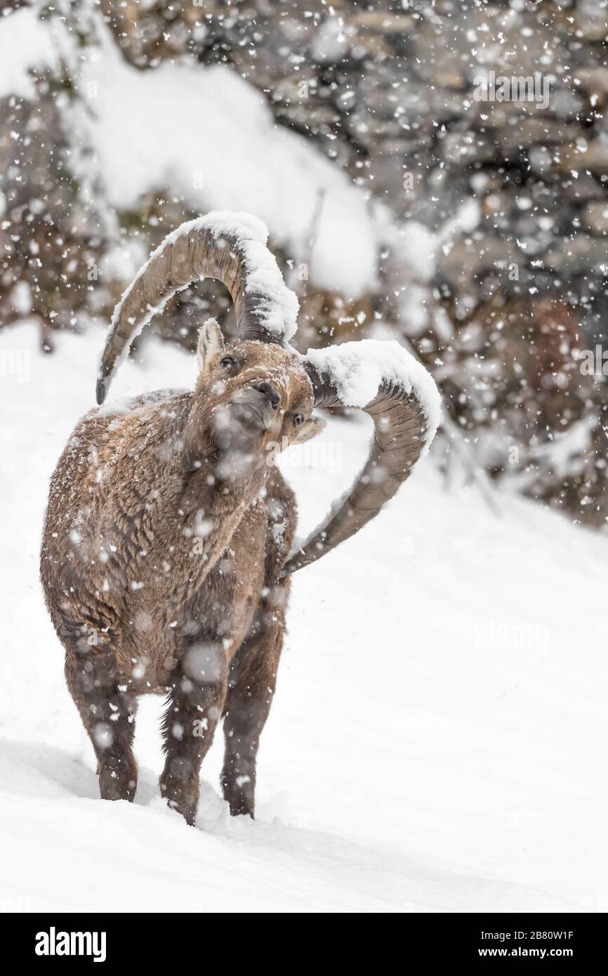 The king of the Alps mountains under snowstorm (Capra ibex Stock Photo ...
