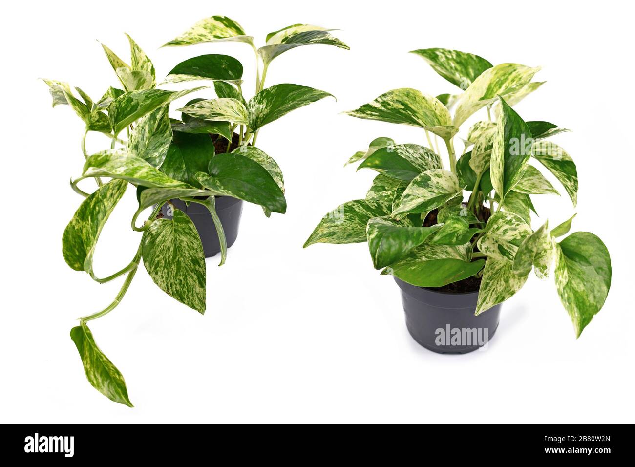 Tropical 'Epipremnum Aureum Marble Queen' house plant in flower pot ...