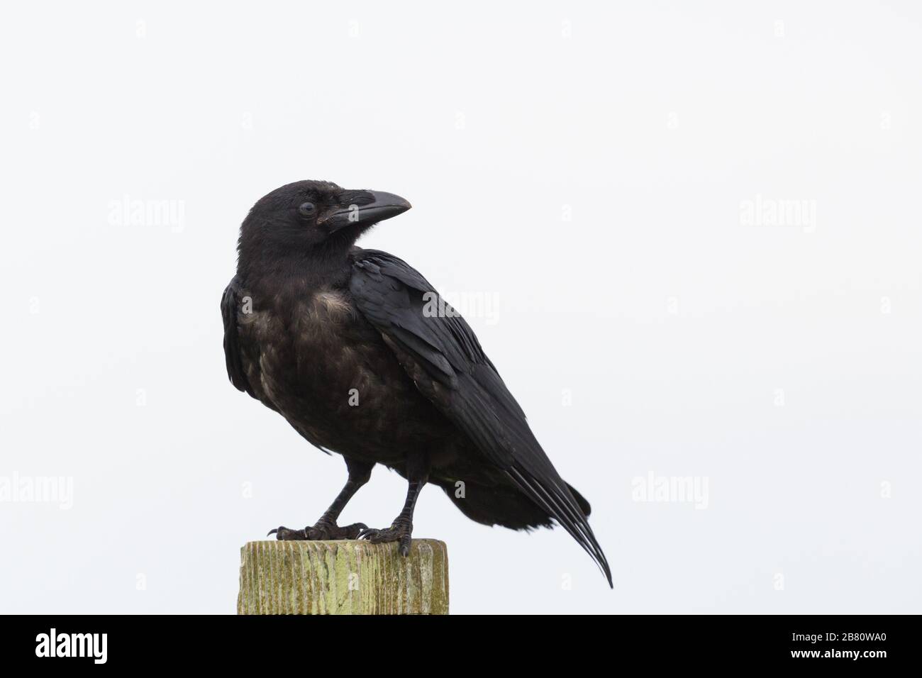 Raven on pole hi-res stock photography and images - Alamy