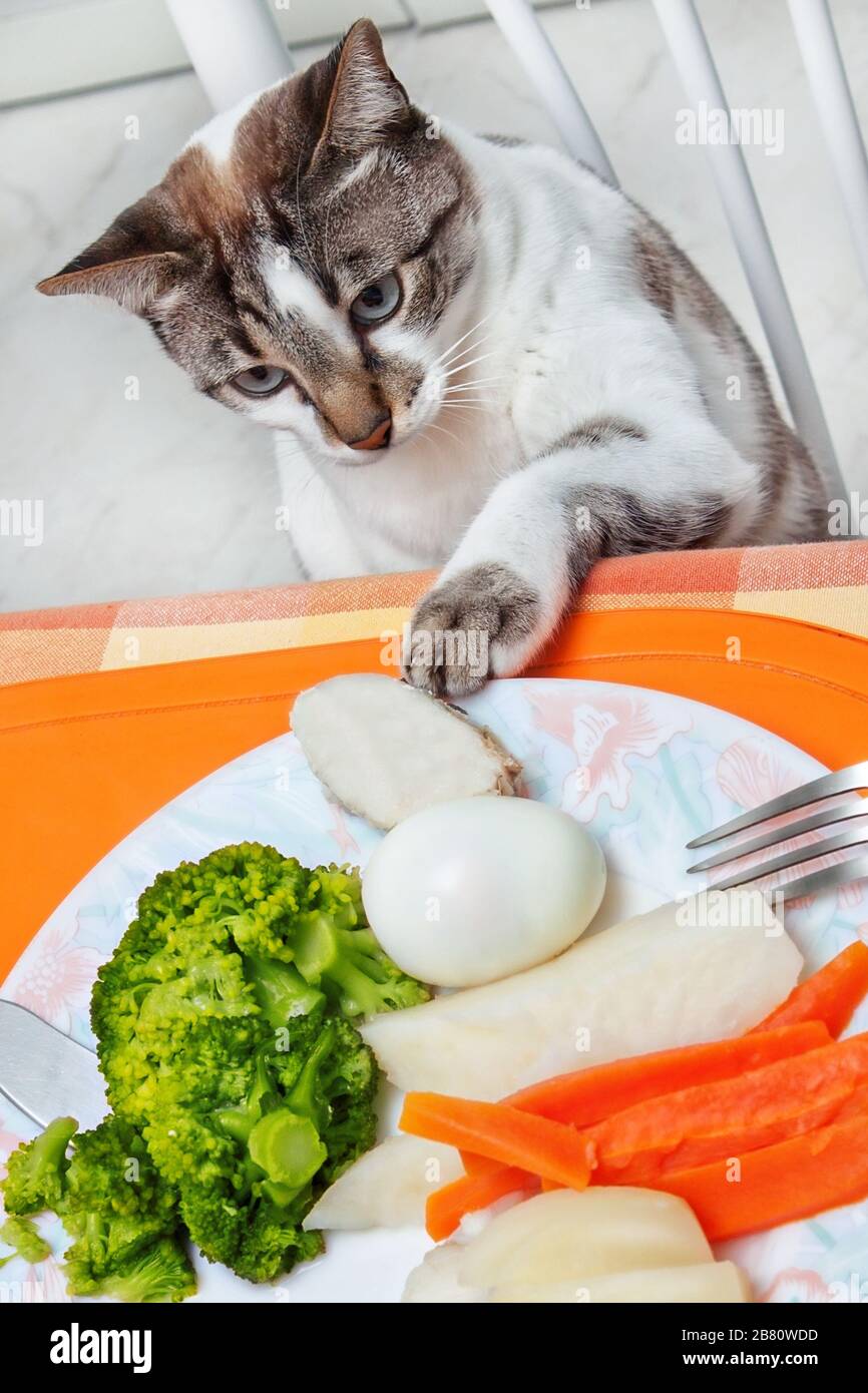 Cat table food floor hi-res stock photography and images - Alamy