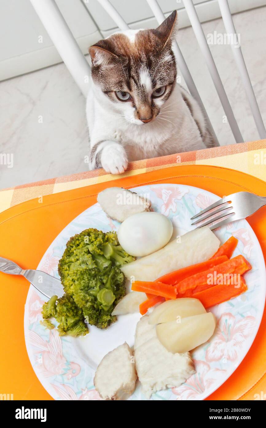 the cat at the table with food Stock Photo - Alamy