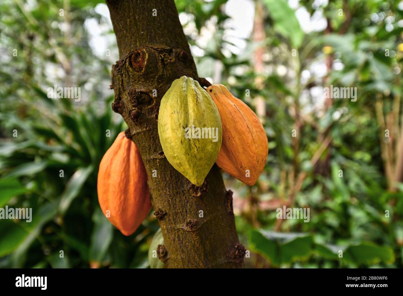 'Theobroma Cacao' cocoa plant tree with huge yellow and green cocoa ...