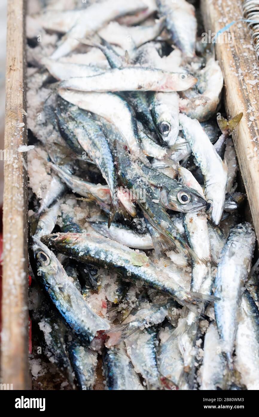 Sardines fish container, Essaouira, Morocco Stock Photo - Alamy