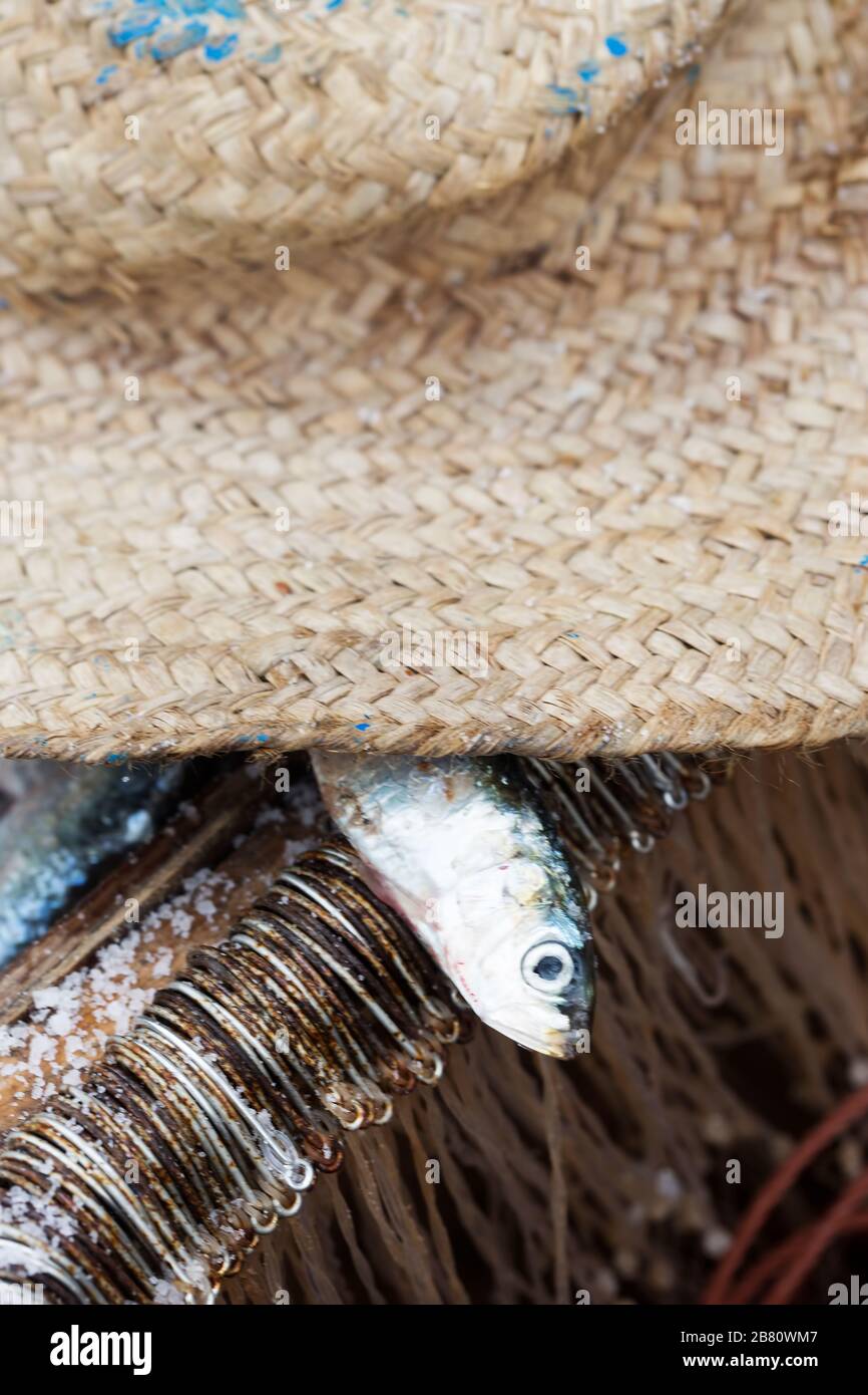 Sardine hat hi-res stock photography and images - Alamy